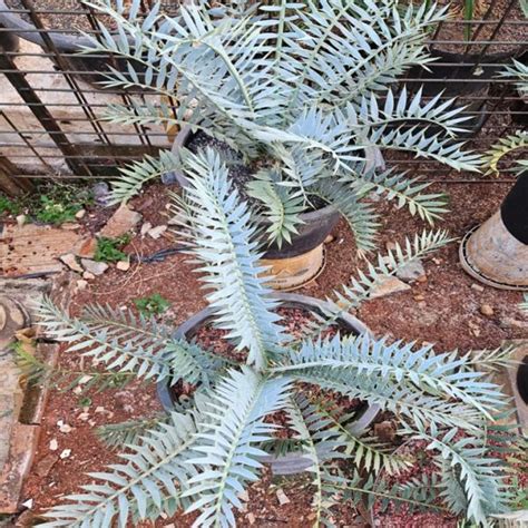 Encephalartos Dwarf Best Quality 1 Np Cycads Farm