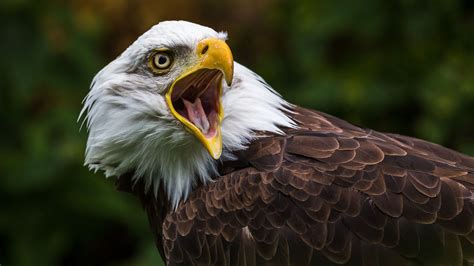 What Is The Eagle Sex Position And How Does It Work The Us Sun The Us Sun