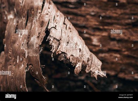 Skin Of Tree Peeling Off View Of Tree Bark Texture And Background Use