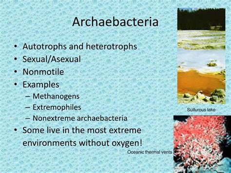 Ppt Bacteria Eukarya Archae Powerpoint Presentation Free Download Id 2007342