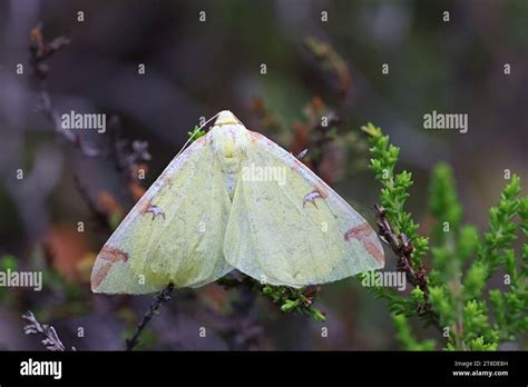 Opisthograptis Luteolata Commonly Known As Brimstone Moth Geometer