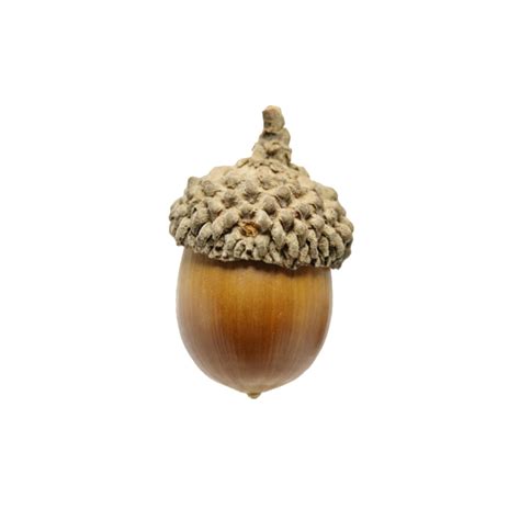 Acorn Seed Forest Tree Growth Png