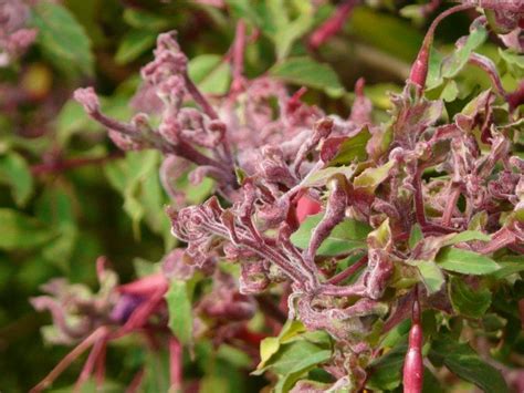 Common Fuchsia Plant Diseases And How To Treat Them Complete Gardening