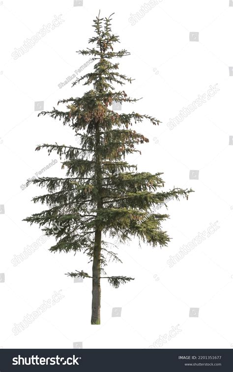 Conifer Definition Characteristics Examples Types 41 Off