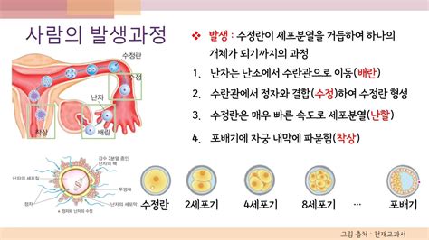 중3과학 5단원 04 수정과 발생 Youtube