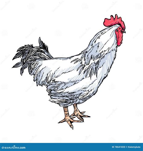 Hand Drawn Vector Illustration Cock Rooster Sketch Stock Vector
