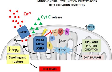 Beta Oxidation Mitochondria