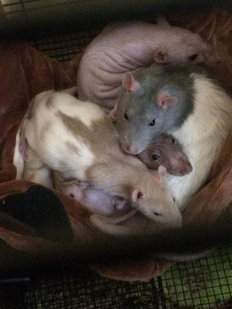 Cuddle Puddle Cuddling Cute Animals