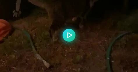 Why Did The Orange Cat Stop On Him Btw They Are Strays And Friends Album On Imgur