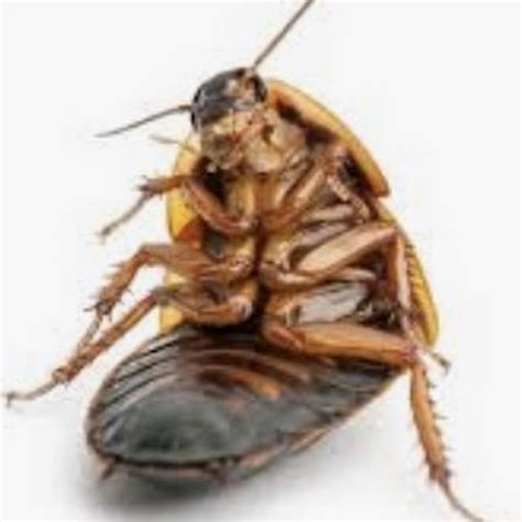 That Random Cockroach Under Your Bed Youtube