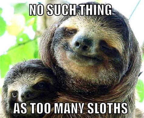 Sloth Memes Sloths And Memes On Pinterest