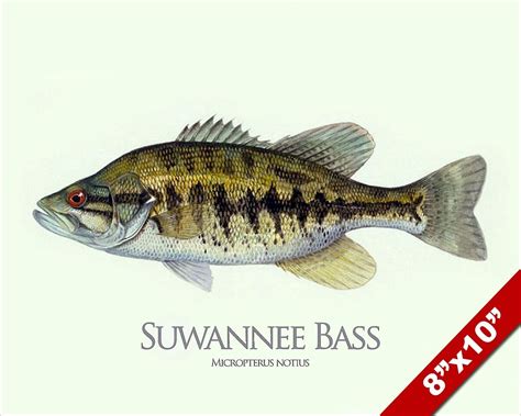 Suwannee Bass How To Catch A Bass Slam This Summer Kayak Angler