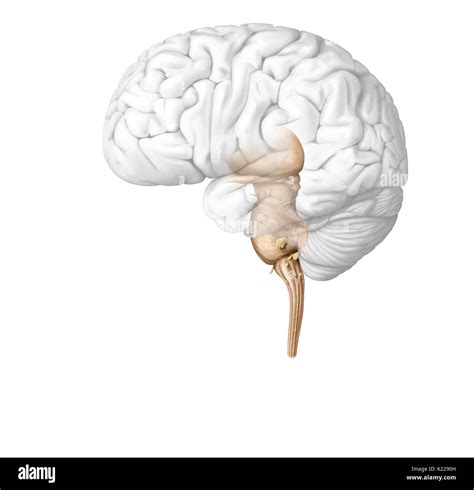 Brain Nervous Tissue