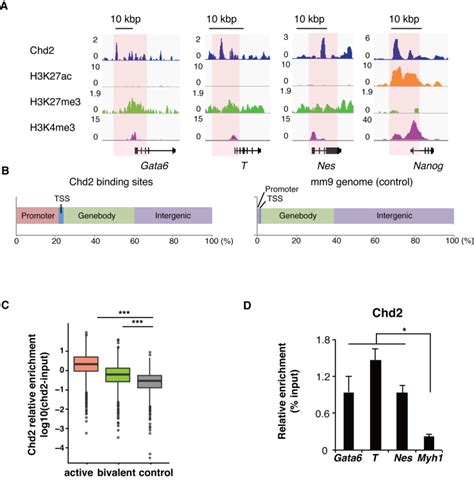 Chd2 Regulates Chromatin For Proper Gene Expression Toward