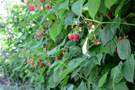 Premium Photo Raspberry Bush With Red Berries Hanging On The Branches