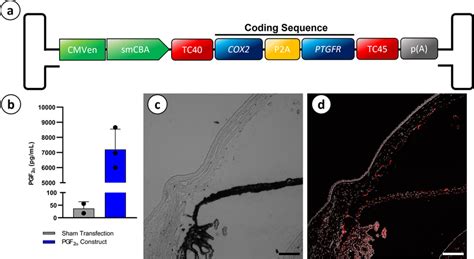 Construct Schematic And Confirmation Of In Vitro Activity And In Vivo