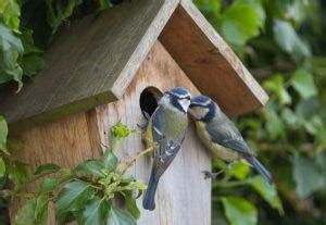 Choosing The Right Bird Box Understanding Bird Box Hole Sizes