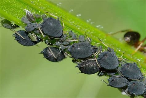 How To Control Aphids On Plants Naturally And Organically In