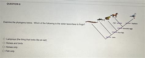 Solved Examine The Phylogeny Below The Circled Group