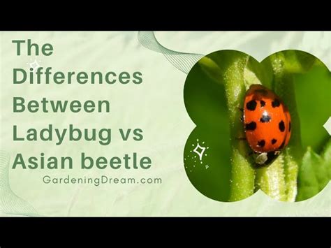 Japanese Beetle Ladybug