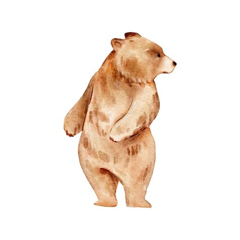 Premium Vector Brown Bear Watercolor Wildlife Bear Isolated On White