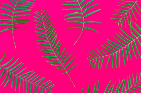 신선한 녹색 팜 펀에서 패턴은 단색 자홍색 분홍색 배경에 나뭇잎 열 대 식물 꽃 배경 유행 네온 색상입니다 벽지 템플릿 자연 화장품 스파 웰빙 개념입니다 구도에 대한 스톡