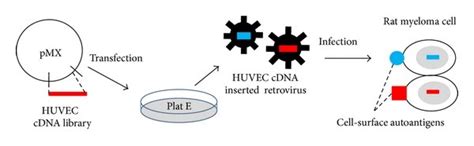 Serological Identification System For Autoantigens Using A Retroviral Download Scientific