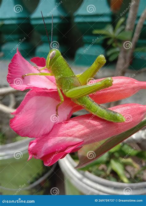 A Grasshopper Perches On A Pink Flower Stock Image Image Of Branch