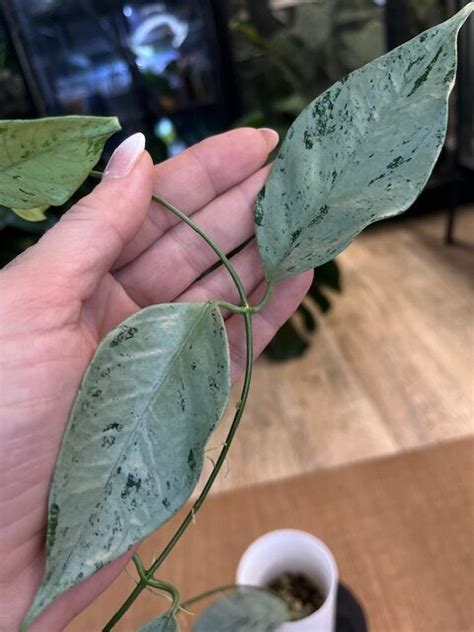 Hoya Coriacea Silver Sadzonka Cięta 1w 2l Variegarden