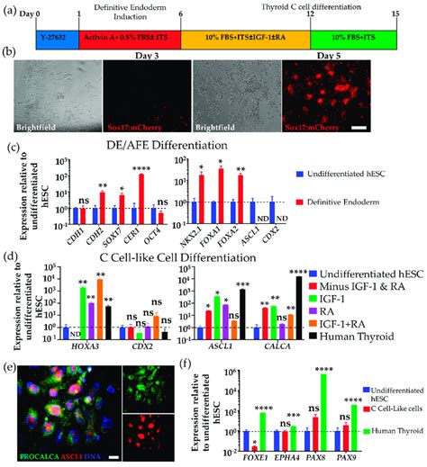 Hesc Derived Cells Express Definitive Endoderm Anterior Foregut Download Scientific Diagram