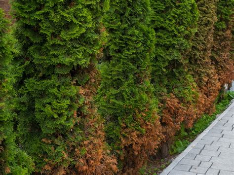 Arborvitae Trees Types At Jeffrey Mesa Blog