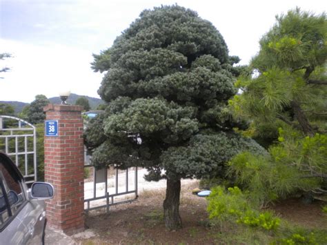 조형 오엽송섬잣나무 판매 네이버 블로그