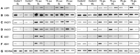 Rt Pcr Analysis Of Gene Expression In Arabidopsis Thaliana Cultured In Download Scientific