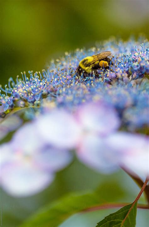 Bee And Hydrangea By Stocksy Contributor Alan Shapiro Stocksy