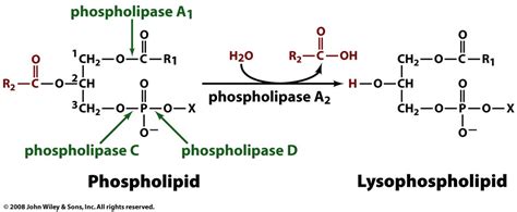Phospholipases Diagram Quizlet