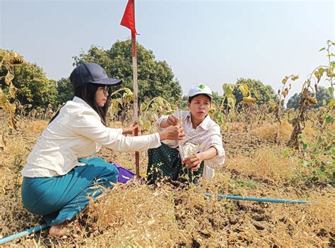 နတ်မောက်မြို့နယ် အင်းကုန်းကျေးရွာတွင် စားတော်ပဲစမ်းသပ်စိုက်ပျိုးခဲ့သည့် စံကွက်ရိတ်သိမ်း