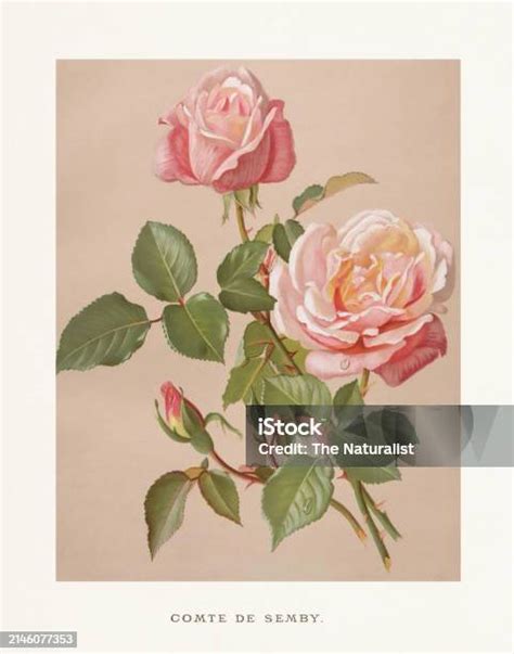 Vintage Rose Watercolor Illustration On A Soft Beige Background Circa 1880 Stock Illustration