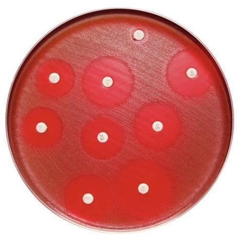 Bd Bbl Sensi Disc Antimicrobial Susceptibility Test Discs Piperacillin