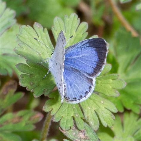 Spring Azure Butterfly Life Span At Charlotte Smartt Blog