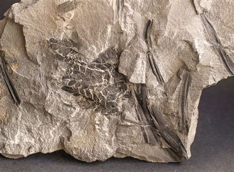 Fossil Plants Neuropteris Sp And Carboniferous Grass Catawiki