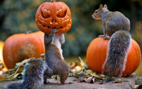 Halloween Backgrounds For Computer