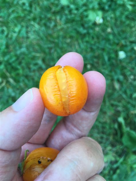 Tomatoes Splitting Why Tomatoes Split And How To Stop It Homestead Acres