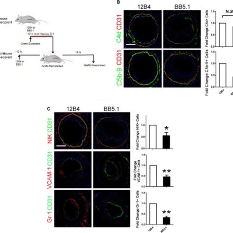 Terminal Complement Inhibition Blocks Ischemia Reperfusion Injury