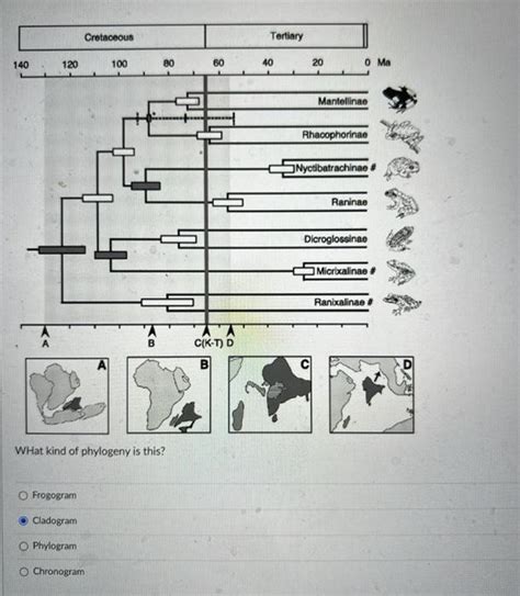 Solved Frogogram Cladogram Phylogram Chronogram