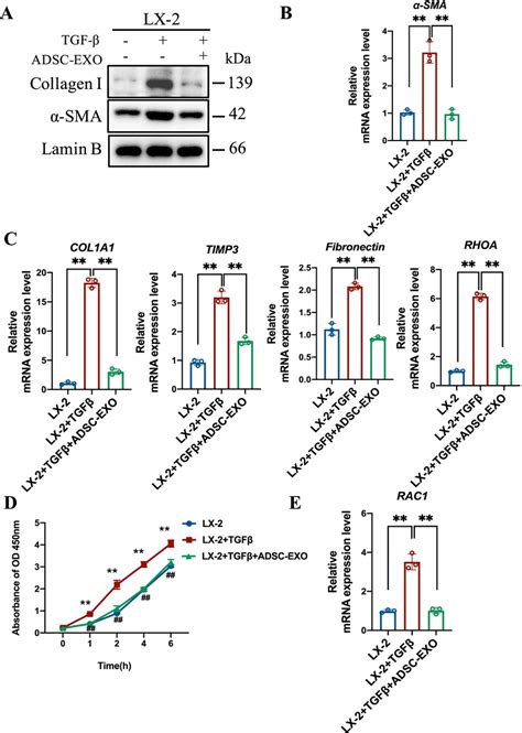 Adsc Exo Treatment Suppresses Hscs Activation And Attenuates Its Download Scientific Diagram