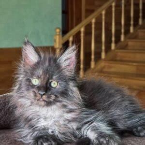 Maine Coon Rescue North Carolina Adopt Your Dream Cat