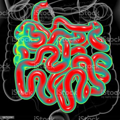 작은 장 3d 일러스트 인간 소화 시스템 해부학 3차원 형태에 대한 스톡 사진 및 기타 이미지 3차원 형태 간 내부 기관 건강관리와 의술 Istock