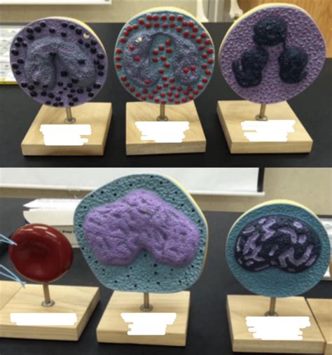 Cell Types Diagram Quizlet