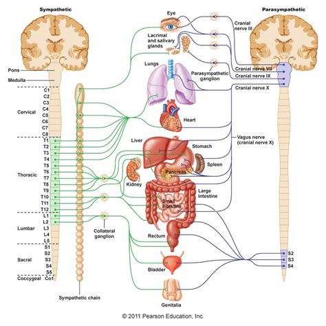 Sympathetic Nervous System Control Kmcv