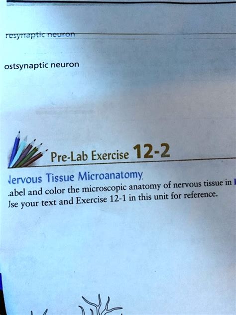 SOLVED Rcsyzptic Netron Ostsynaptic Neuron 12 2 Pre Lab Exercise